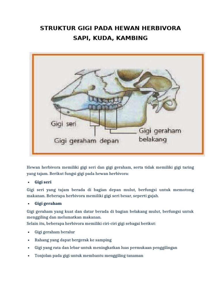 Struktur Gigi Hewan Herbivora | PDF