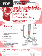Anatomia de Via Aerea Inferior | PDF | Pulmón | Anatomía