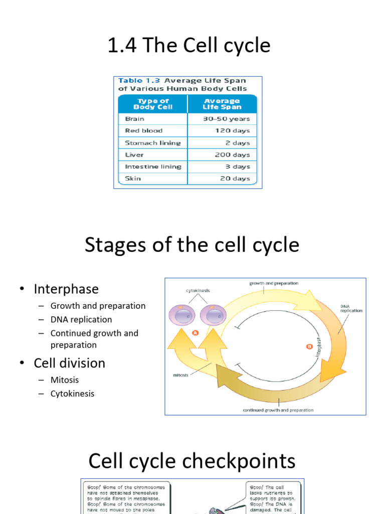 5 - CH 1.4 Cell Cycle and Cancer - Original | PDF | Cancer | Metastasis