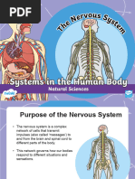Butler Neural Mobilization | PDF | Nervous System | Nerve