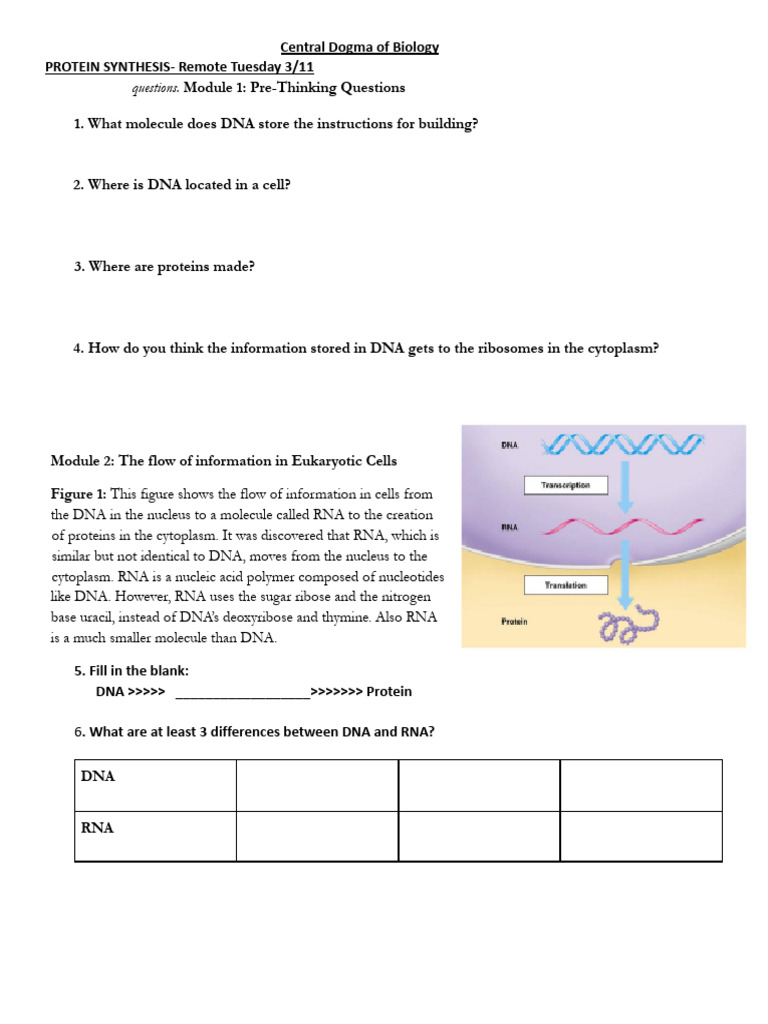 Protein Synthesis Review Remotw 3 - 11 | PDF | Rna | Nucleic Acids