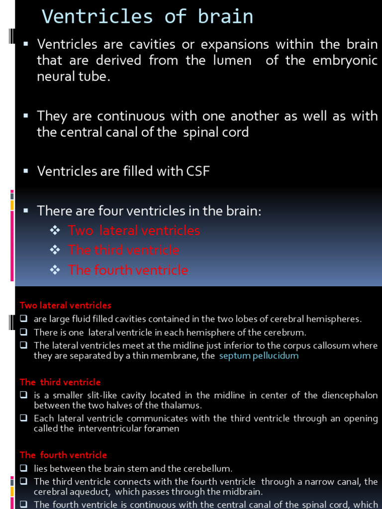 Nervous System - 2 | PDF | Cerebrospinal Fluid | Cerebral Cortex