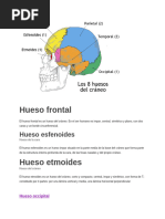 Tipos de Craneo | PDF