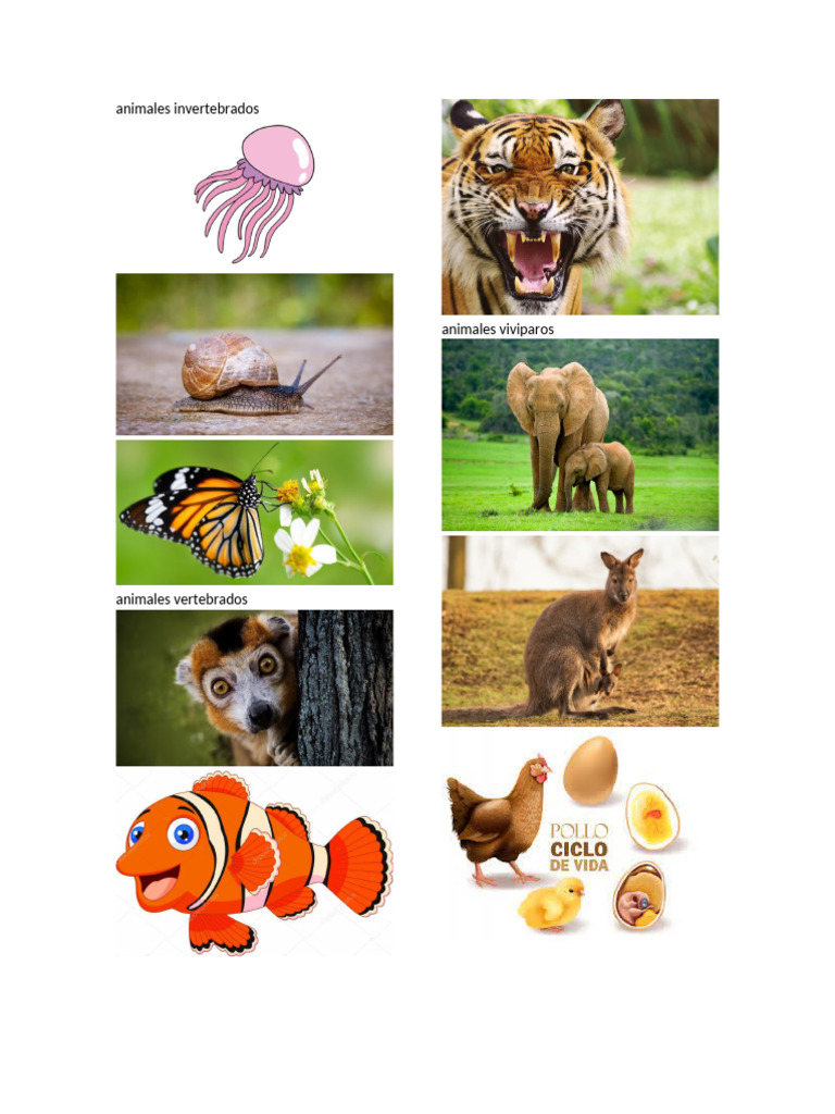 Clasificación de Animales: Vertebrados e Invertebrados | PDF