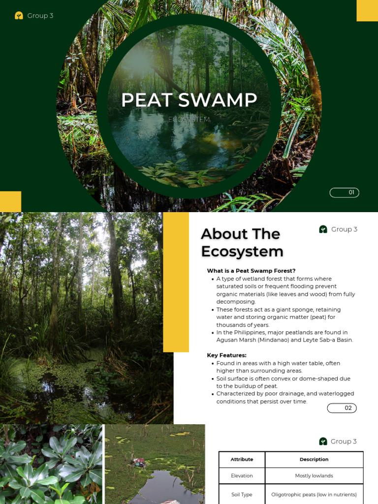 Understanding Peat Swamp Forests | PDF | Peat | Swamp
