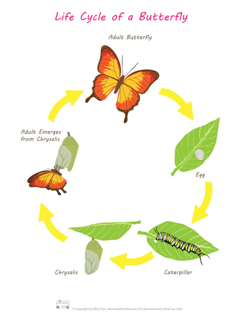 ilovepdf_merged-1-ilovepdf-compressed-2 | PDF | Butterfly | Pupa