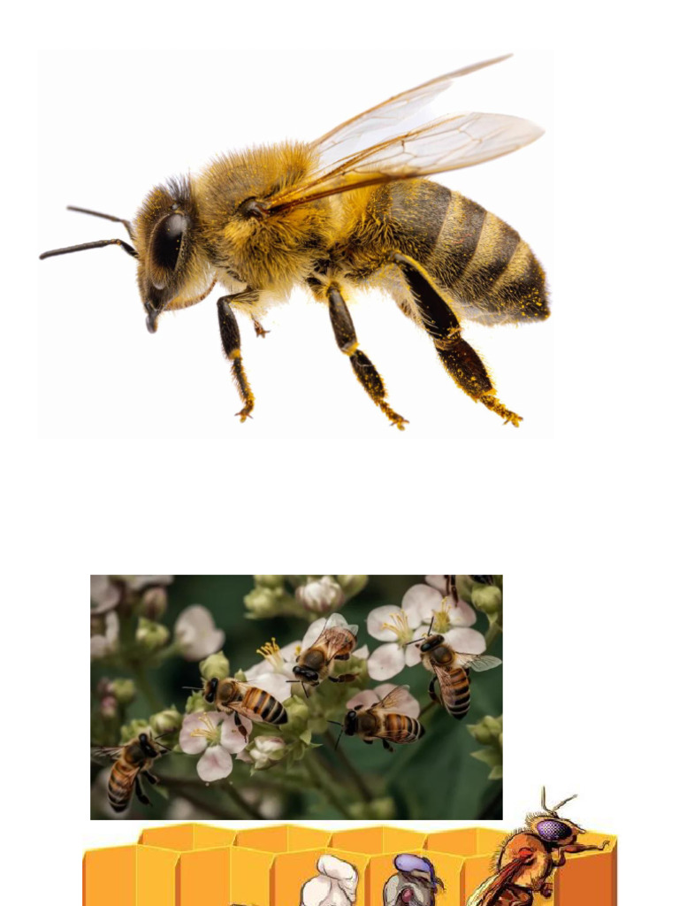 ABEJA | PDF