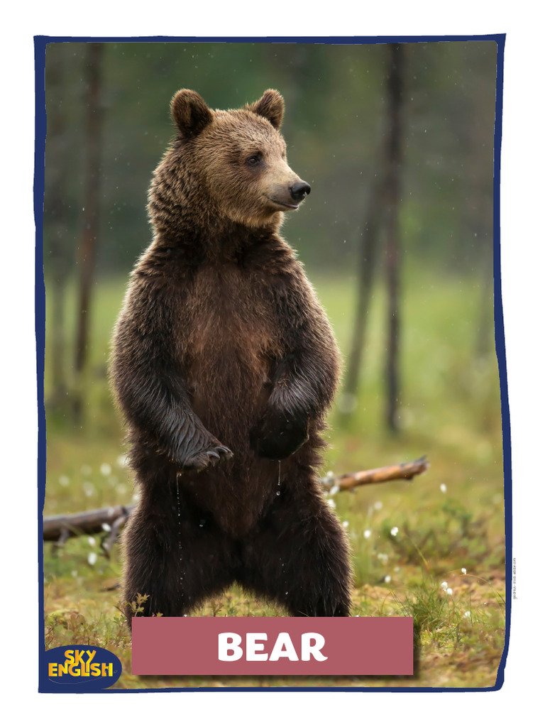 Animal Stock Photos Collection | PDF