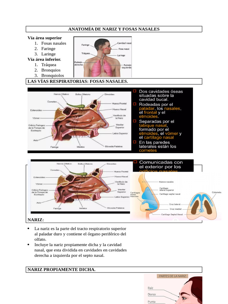 2.1 Anatomía de Nariz y Fosas Nasales | PDF | Nariz humana | Cara