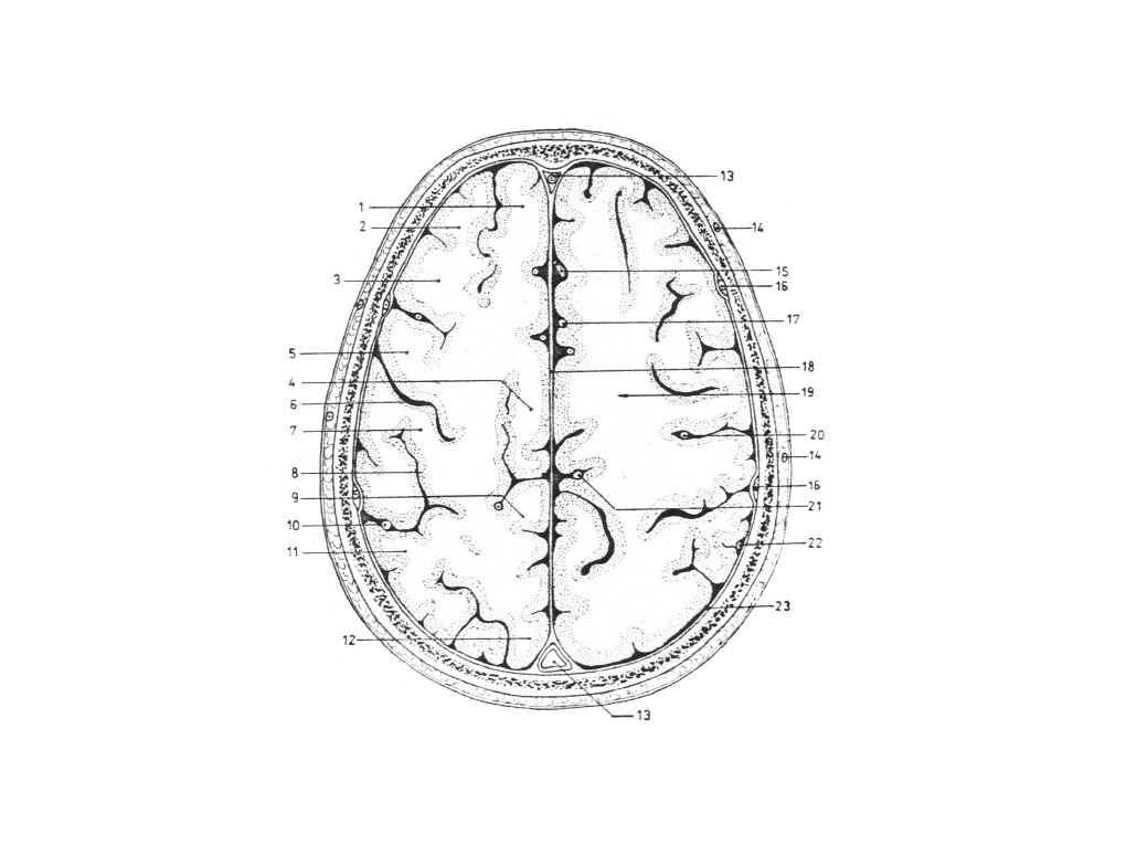 Planse Anatomie Sectionala | PDF