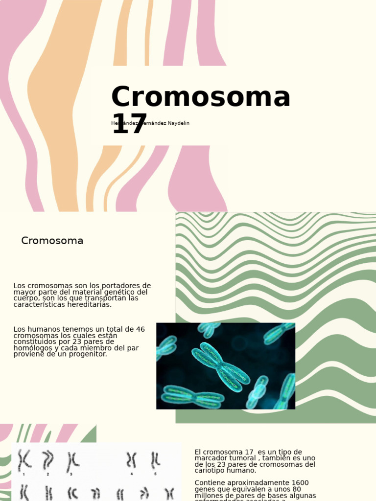Cromosoma 17 | PDF