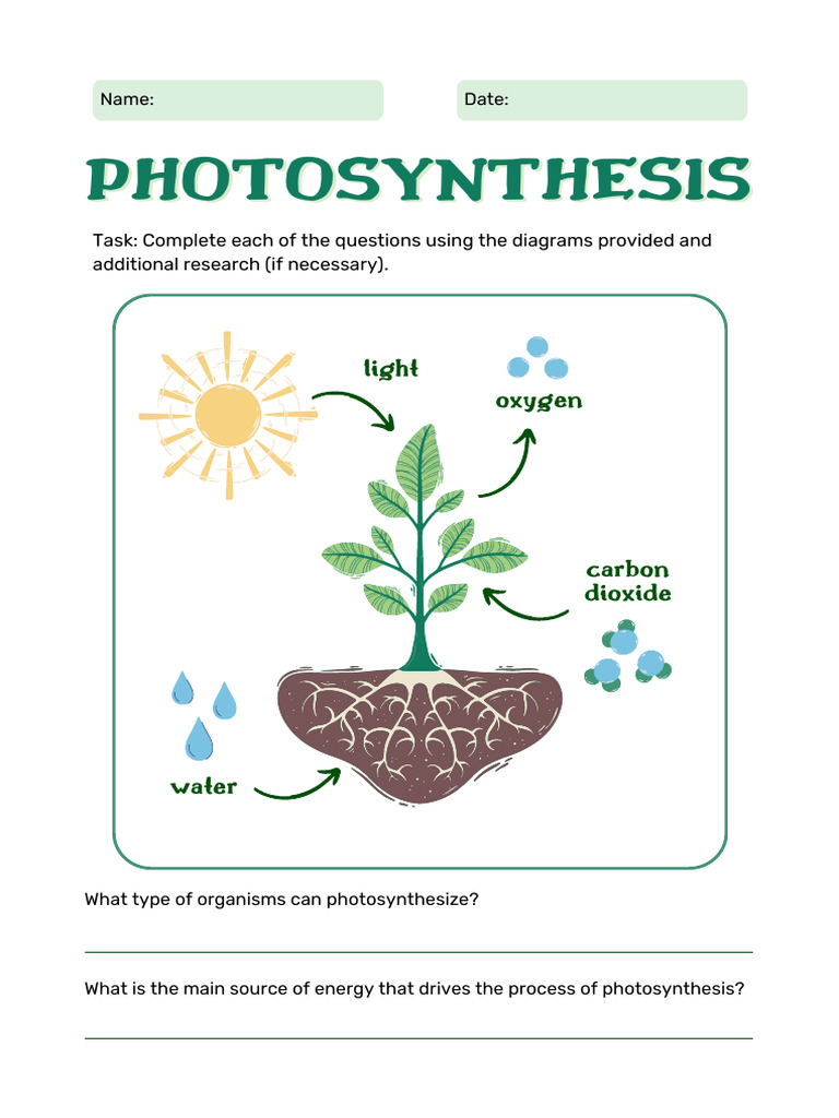 Photosynthesis: Key Concepts and Questions | PDF