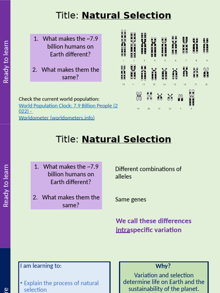 .Archlesson 46 Natural Selection | PDF | Natural Selection | Evolution