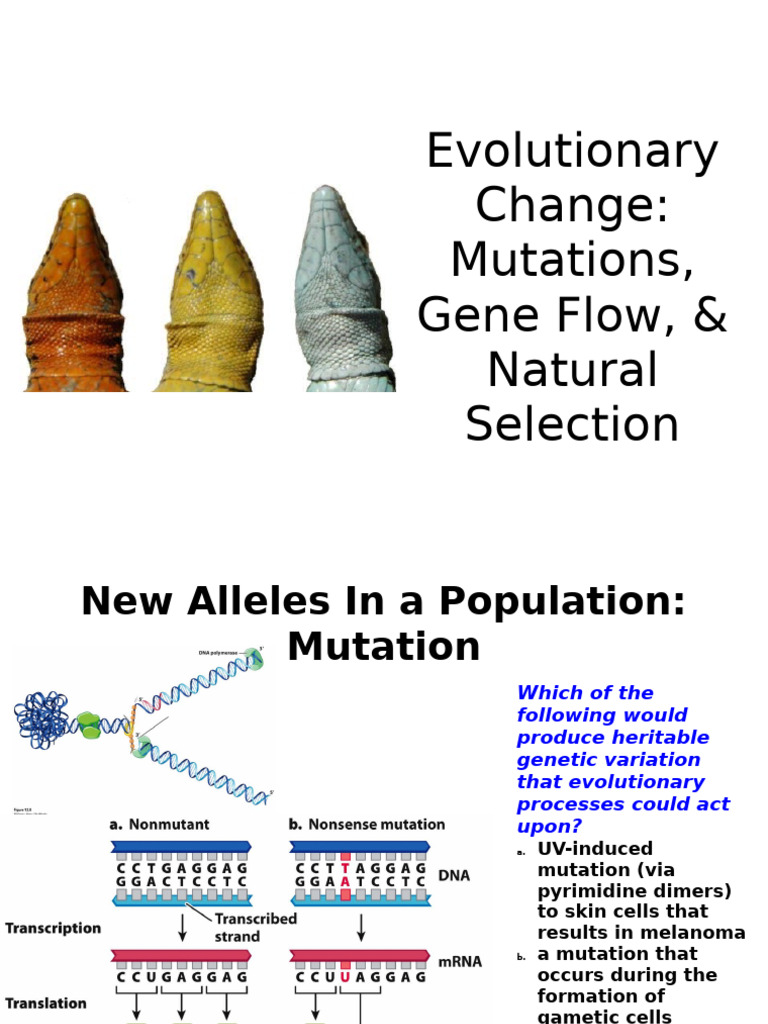 Evolutionary Change: Genes & Selection | PDF | Genetics | Fitness (Biology)