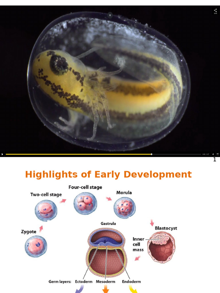 Cell Fate Determination in Development | PDF | Embryo | Cellular ...