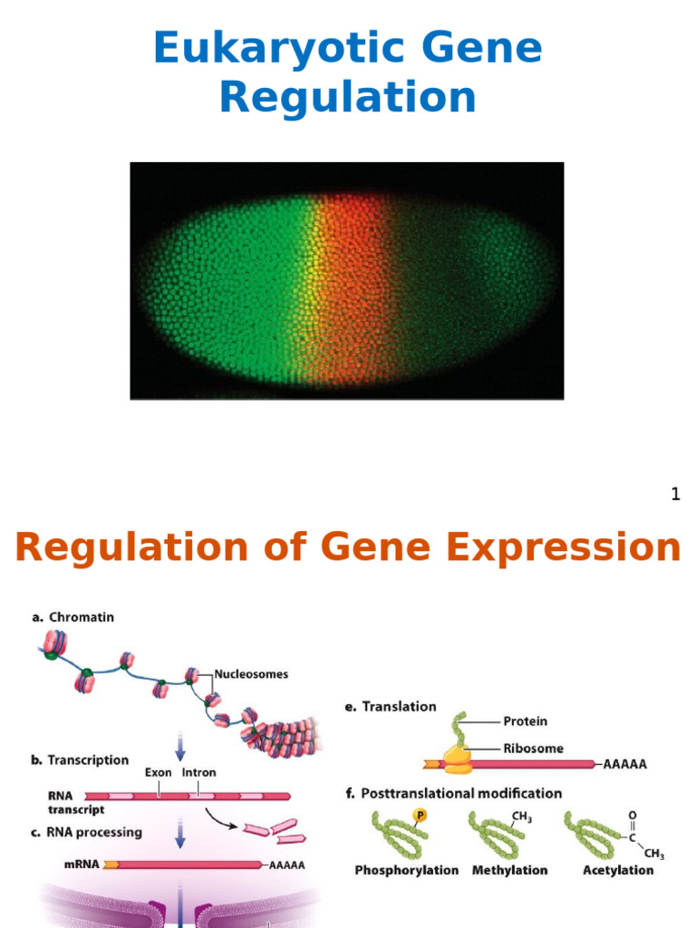 Lecture 1.7 eukaryotic gene regulation 2 | PDF
