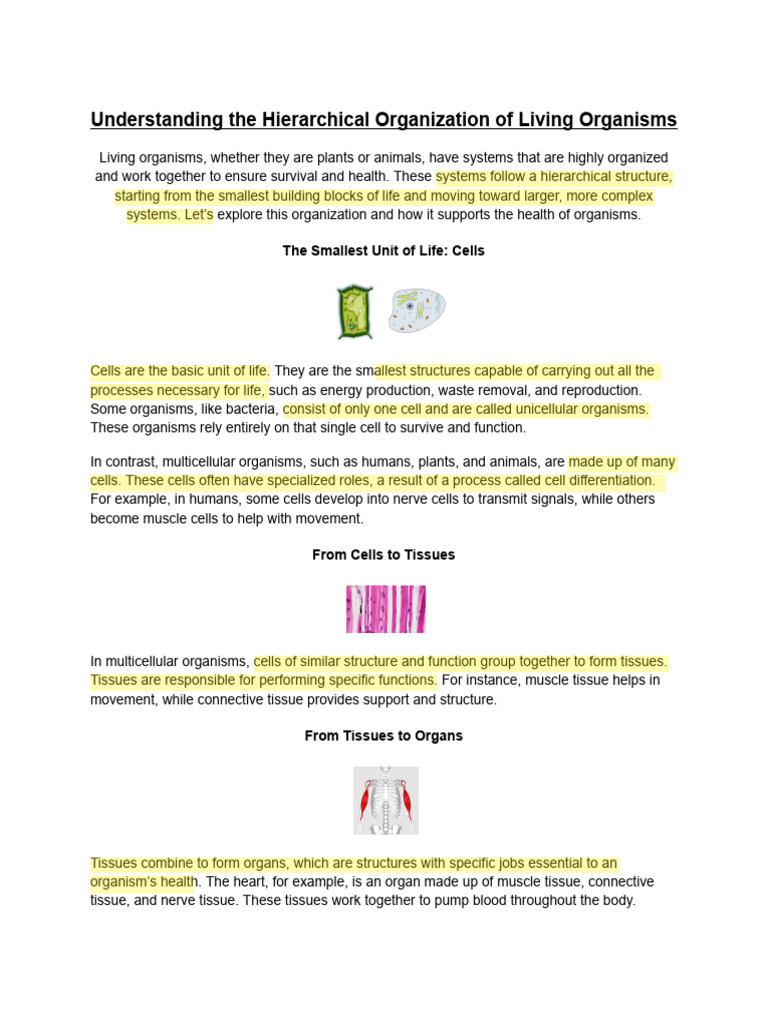 Understanding The Hierarchical Organization of Living Organisms | PDF ...
