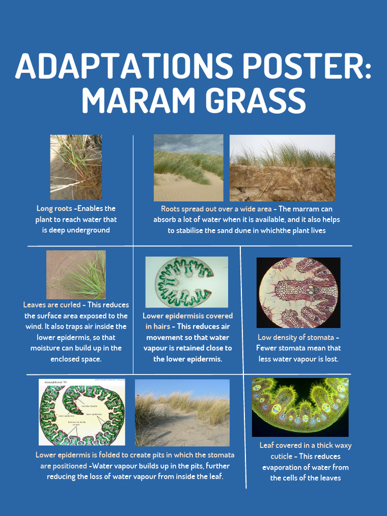 ADAPTATIONS POSTER MARAM GRASS | PDF