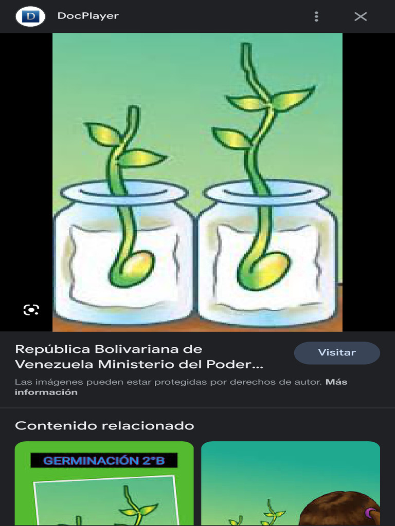 Qué es un germinador: Dibujo y definición | PDF