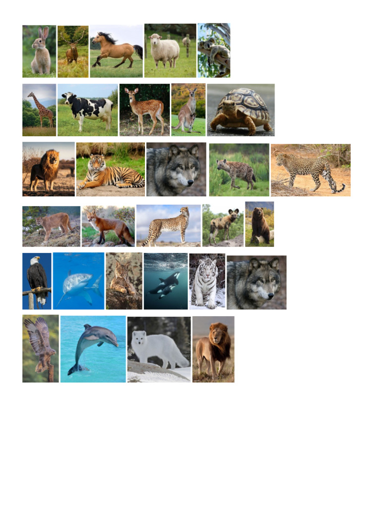 Imagenes Ciencias Animales | PDF