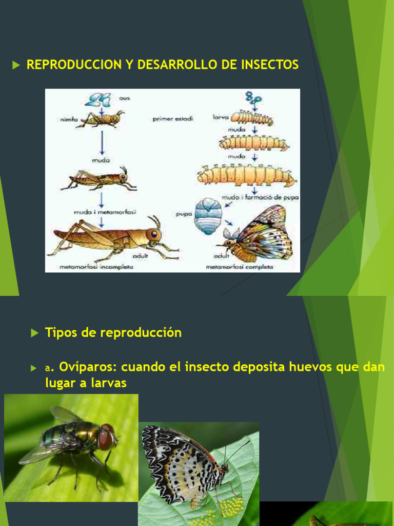 Reproducción y Desarrollo de Insectos | PDF | Insectos | Sexo