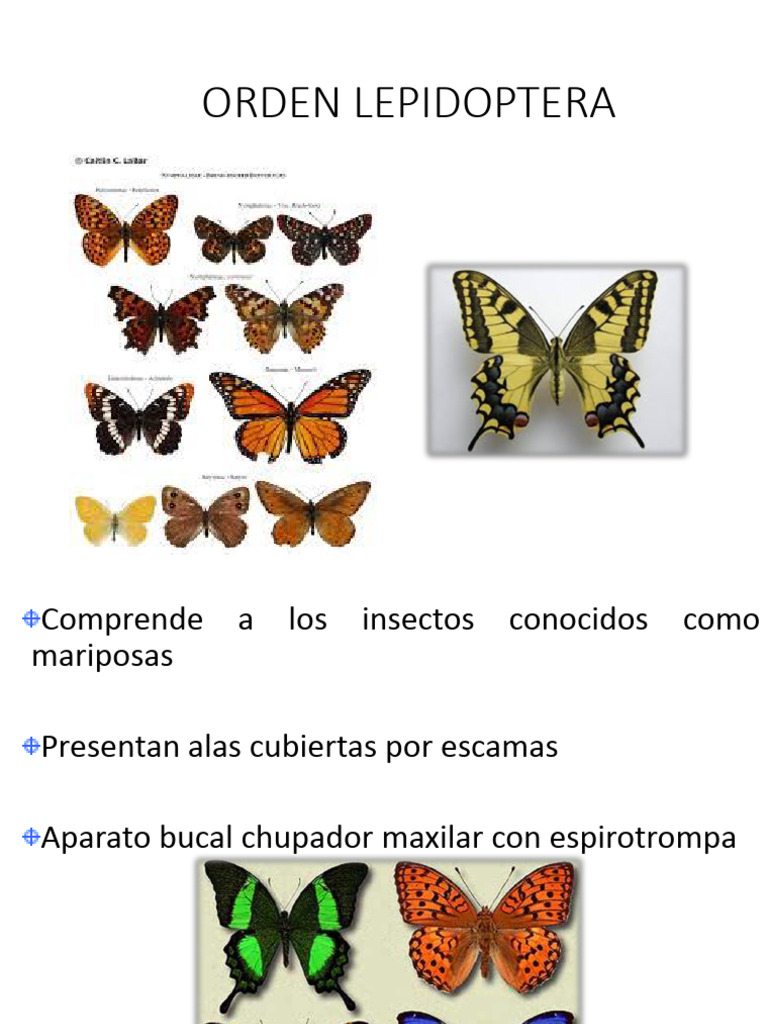 Características del Orden Lepidoptera | PDF