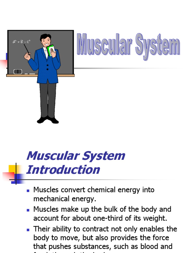 Sistem Otot Muskular 2 (Muscular System) | PDF | Skeletal Muscle | Myocyte