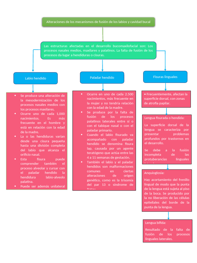Alteraciones en Fusión Labial y Bucal | PDF | Especialidades Medicas ...