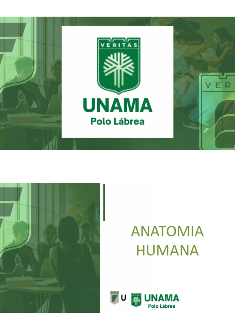 Anatomia Humana Aula | PDF