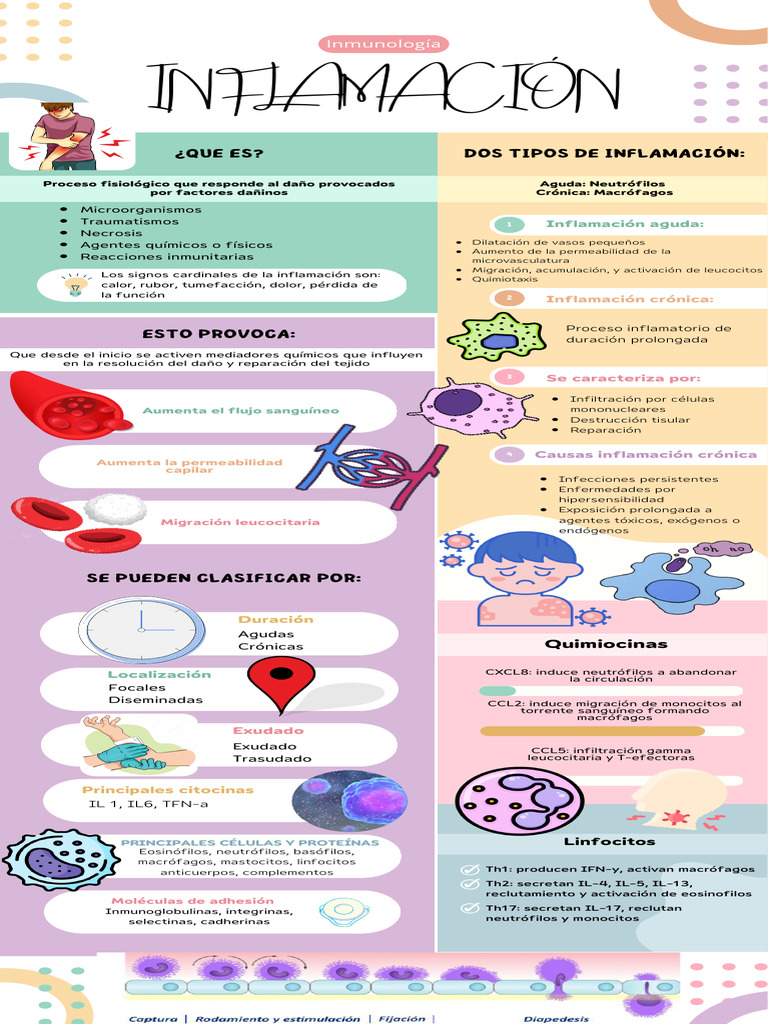 Tipos de Inflamación: Aguda y Crónica | PDF | Inflamación | Bioquímica