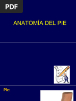 Anatomía del Maléolo Tibial y Astrágalo | PDF | Tobillo | Anatomía del ...