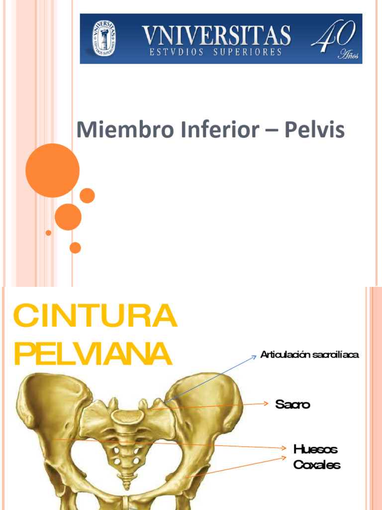 Pelvis | PDF | Pelvis | Anatomía del miembro inferior