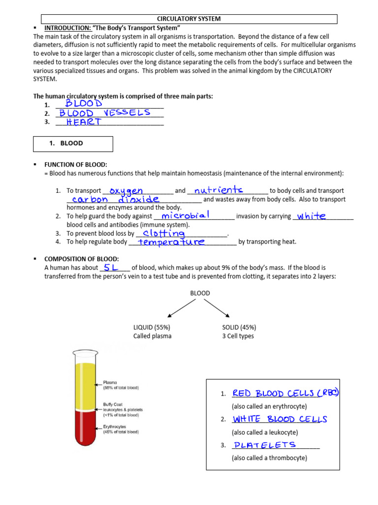 Circulation Notes Ans Day 6 Complete | PDF | Heart Valve | Heart