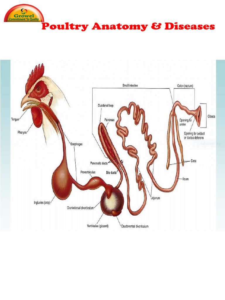 Poultry Anatomy & Diseases | PDF | Infection | Gastrointestinal Tract