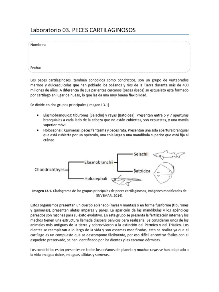 Peces Cartilaginosos: Condrictios y Ejemplos | PDF | Pescado | Branquia