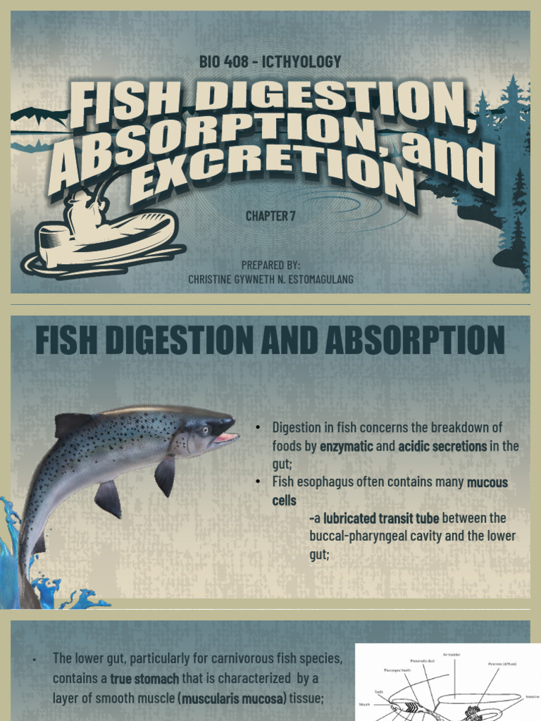 Fish Digestion and Excretion Overview | PDF | Digestion | Stomach
