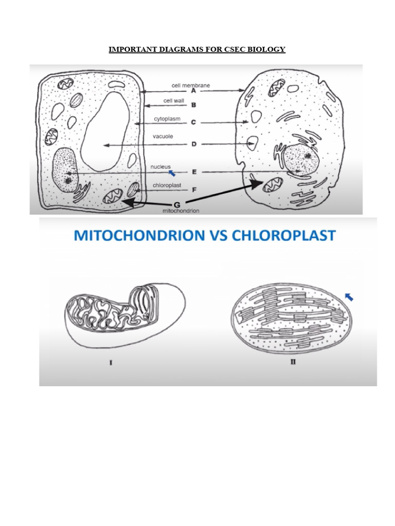 Key Diagrams for CSEC Biology | PDF