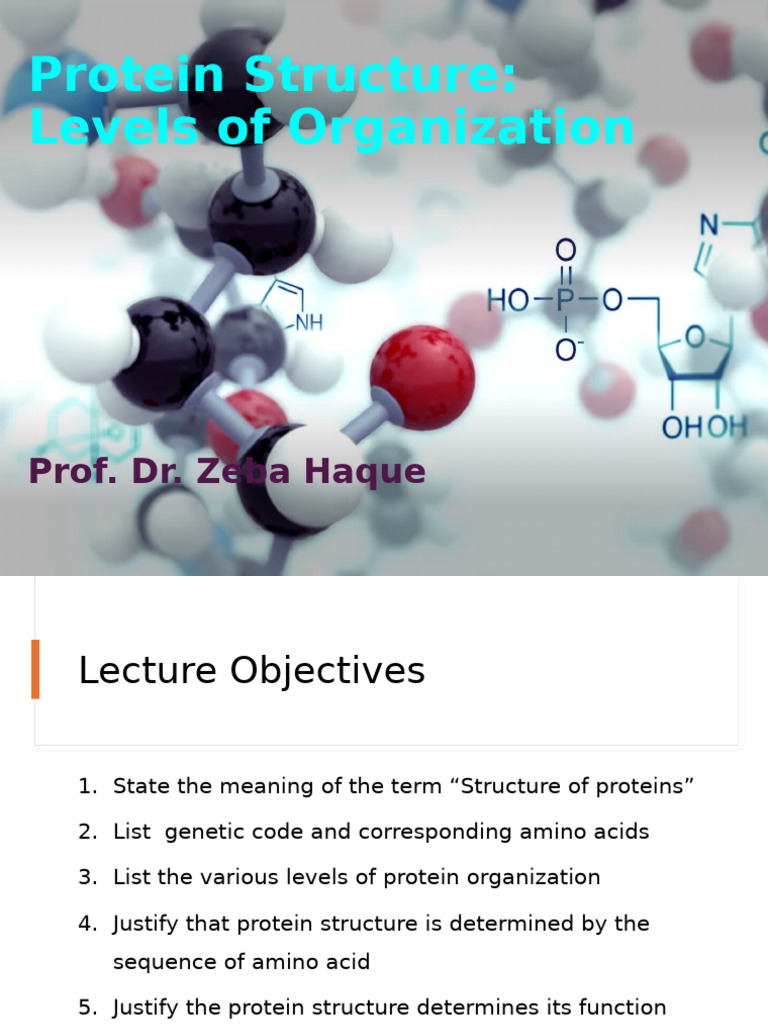 Protein Structure Levels of Organiztion | PDF | Beta Sheet | Alpha Helix