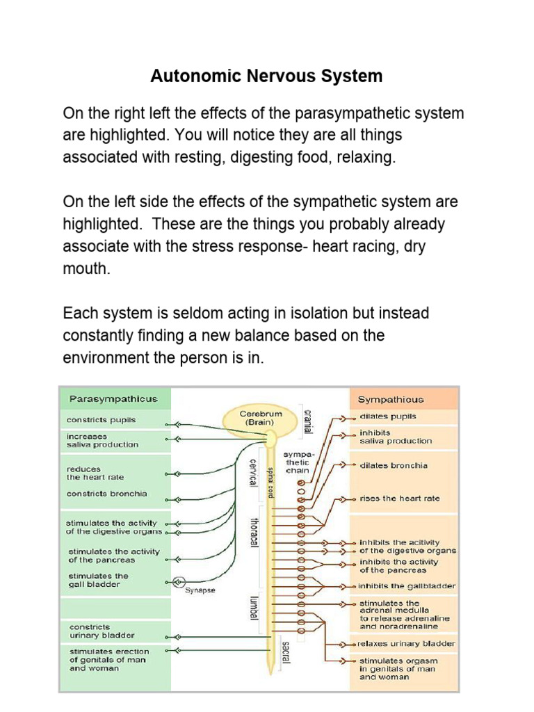 Autonomic Nervous System Overview | PDF