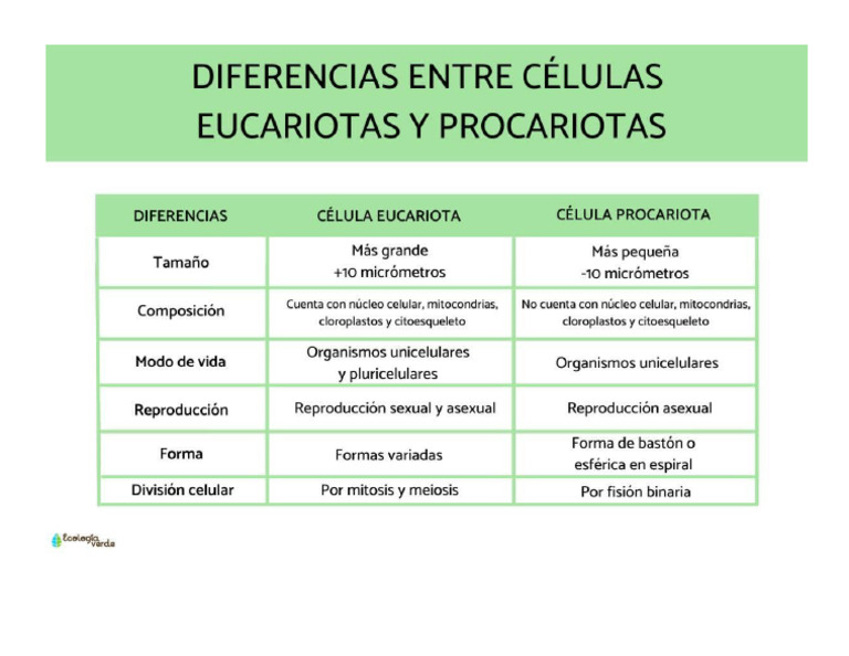 Cuadro Comparativo Celulas | PDF