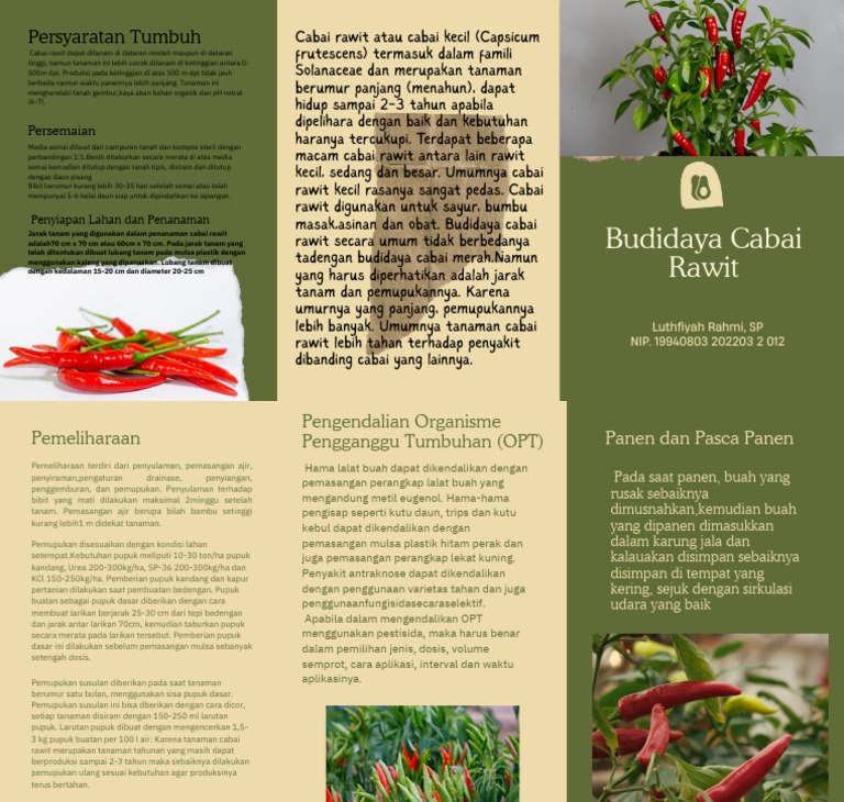 Budidaya Cabai Rawit | PDF
