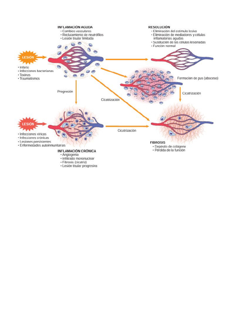Inflam | PDF