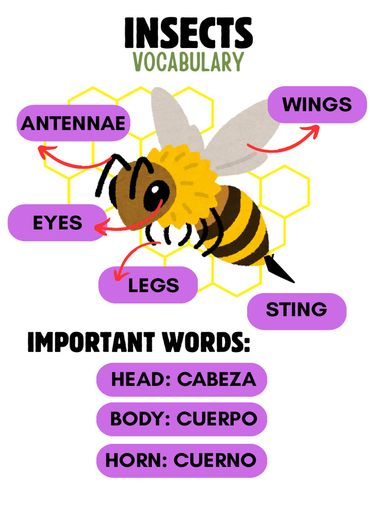 Bugs Body Parts | PDF