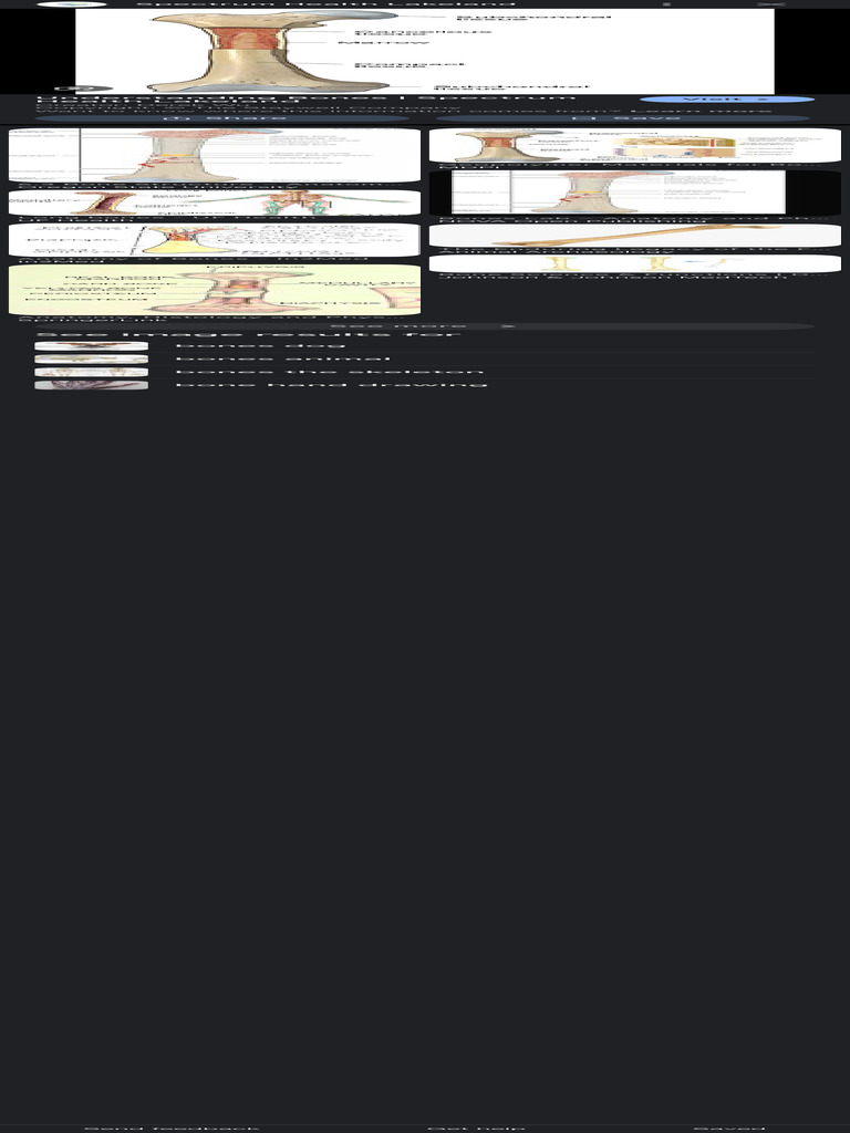 Bone - Google Search | PDF