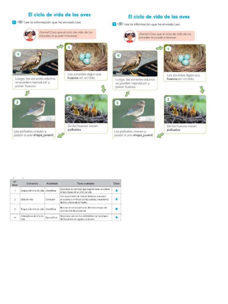 Ciclo de Vida de Las Aves | PDF