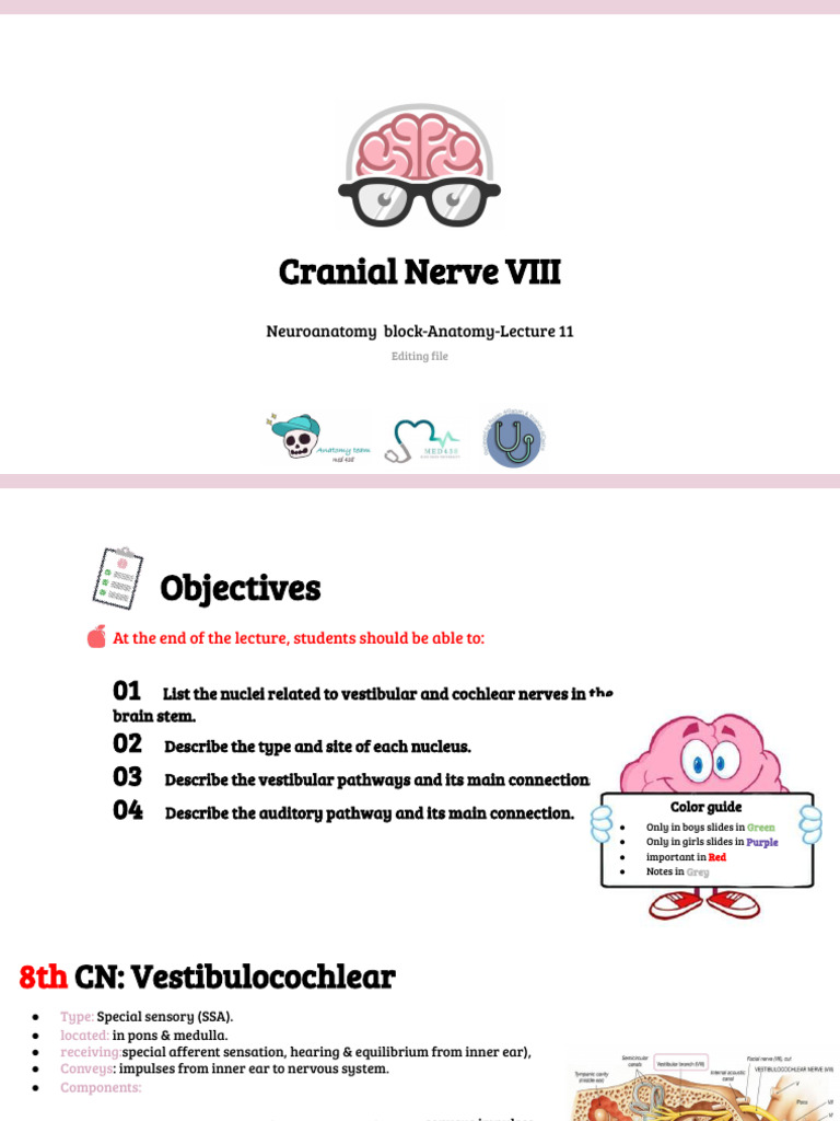 Cranial Nerve VIII Pathways Explained | PDF | Auditory System | Brainstem
