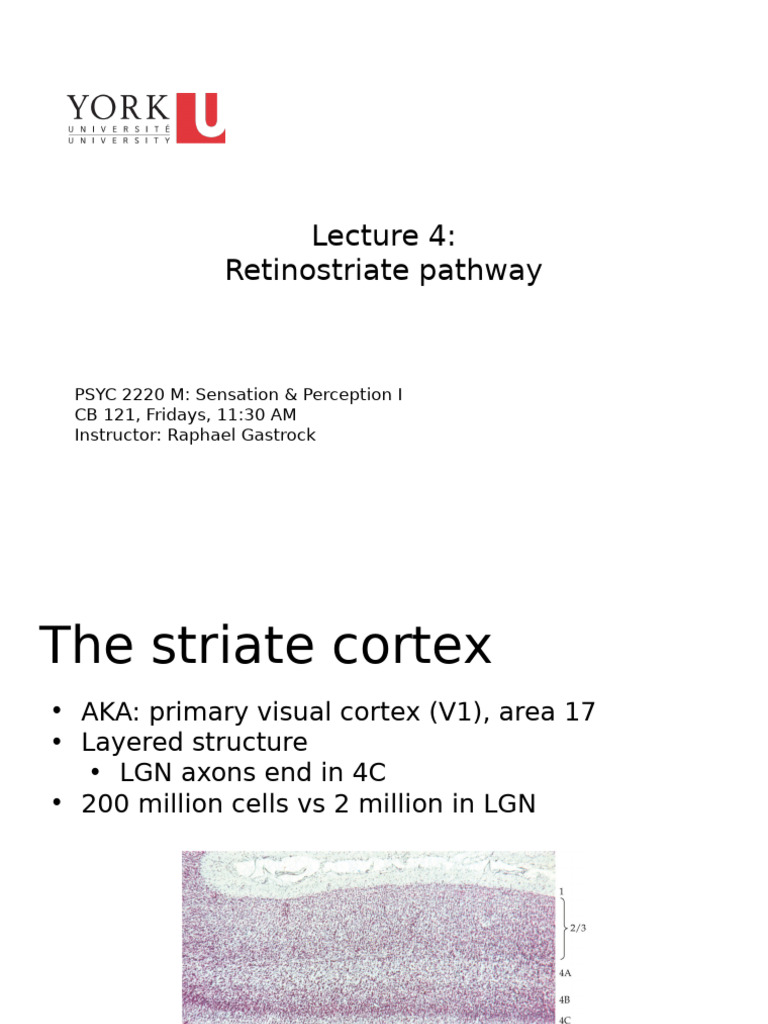 Lecture4 Retinostriatepathway | PDF | Visual Cortex | Vision