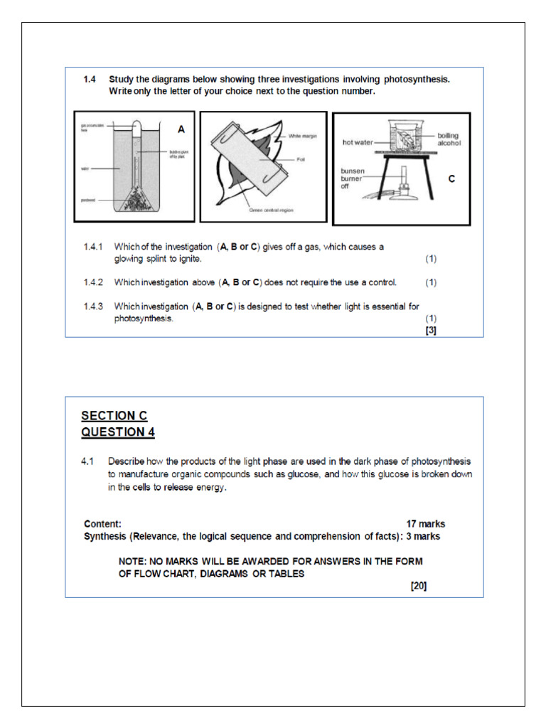 Photosynthesis Questions | PDF