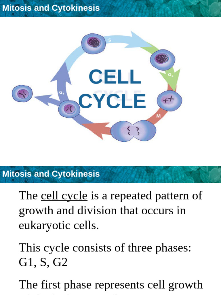 Topic 2 Cell Cycle Mitosis | PDF | Mitosis | Chromosome