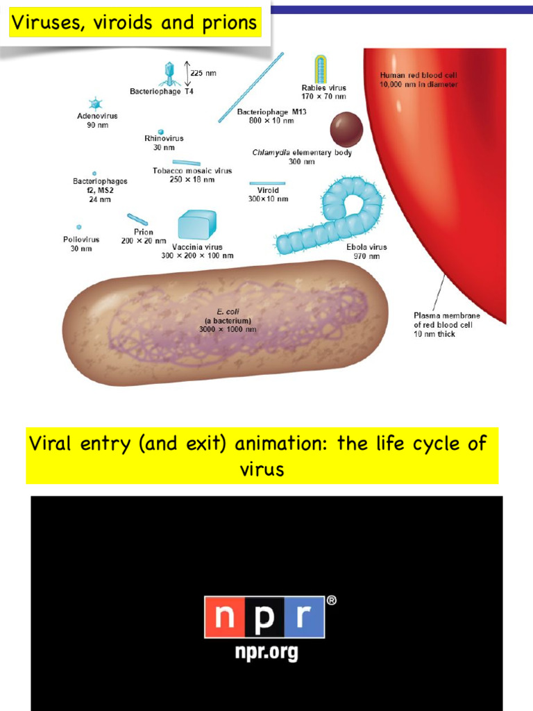 LIFS 3060 Viruses, Viroids and Prions 2025 | PDF | Virus | Rna